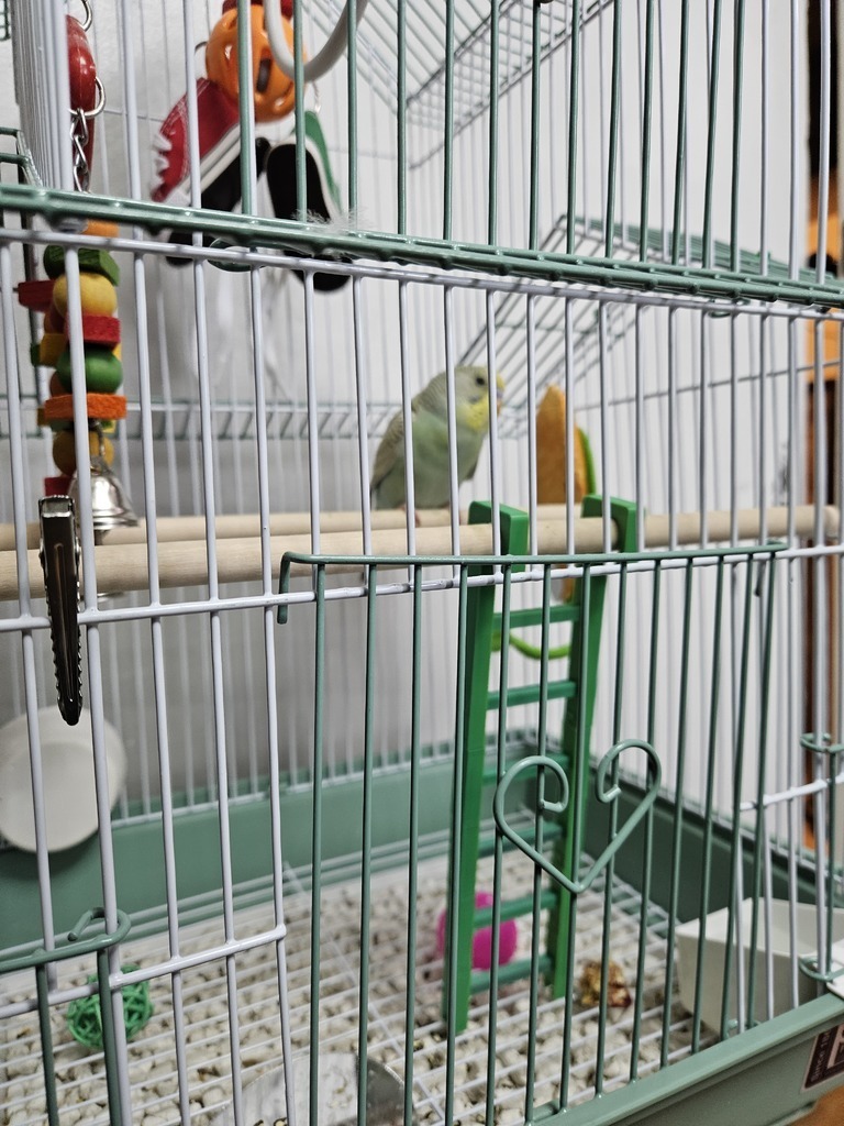 🪜 Extendable Ladder for parakeet, cockatiel, bird. No glue required ...