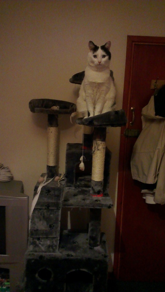 👸 Queen Dizzy's Castle Fix・Free 3D File for ・Cults