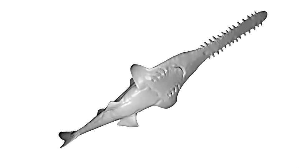 🐠 Prehistoric fish (Onchopristis)・Free 3D File for ・Cults