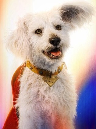 🐕 Krypto Dog Tag from Superman・Free STL File for 3D printing・Cults