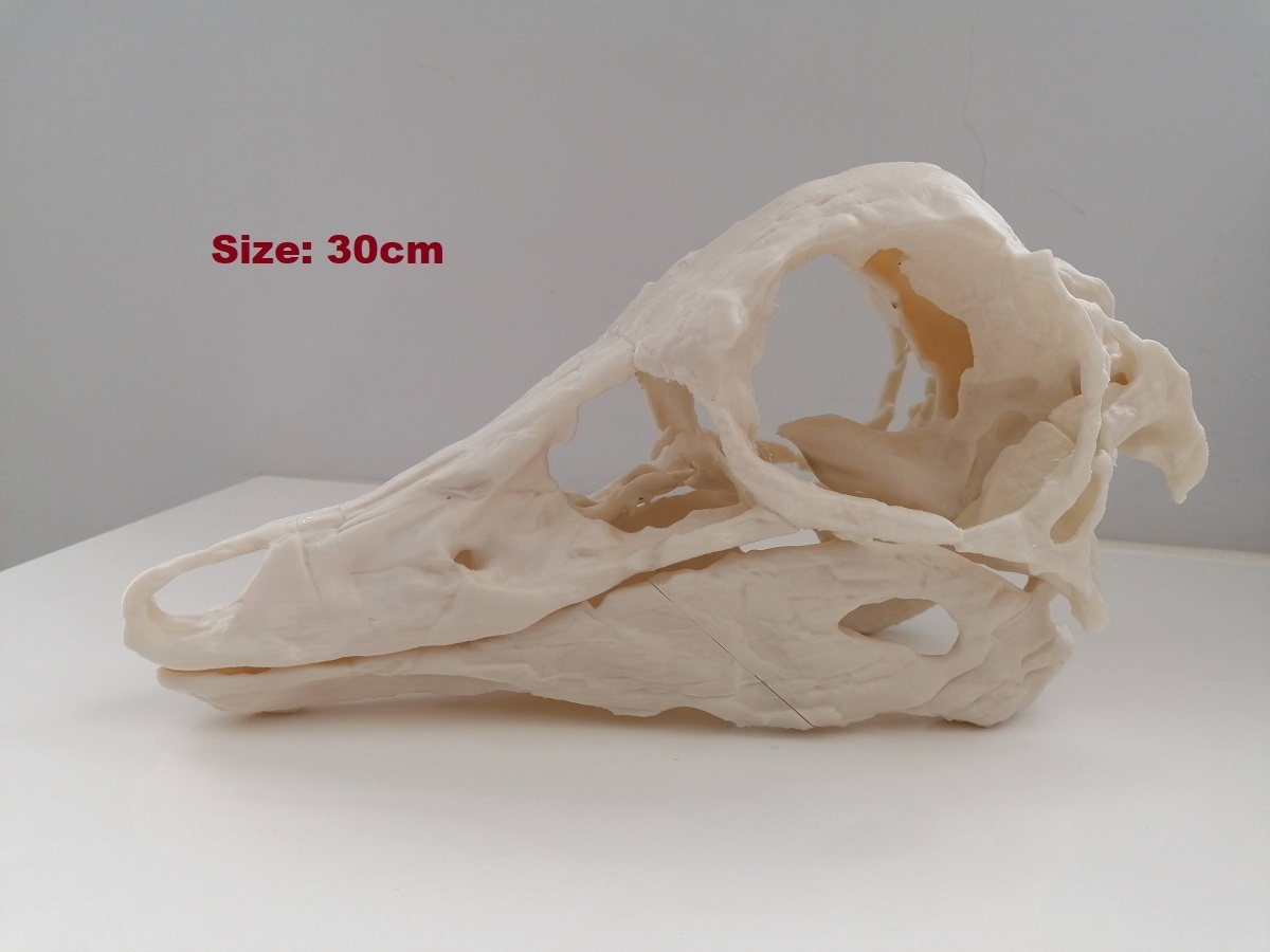 🦖 Dinosaur skull - Struthiomimus altus・ STL File for 3D printing・Cults