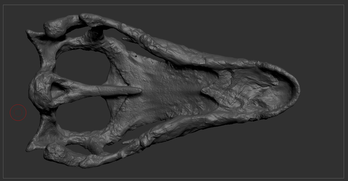 🦖 Dinosaur Skull - Nanosaurus・ STL File for 3D printing・Cults