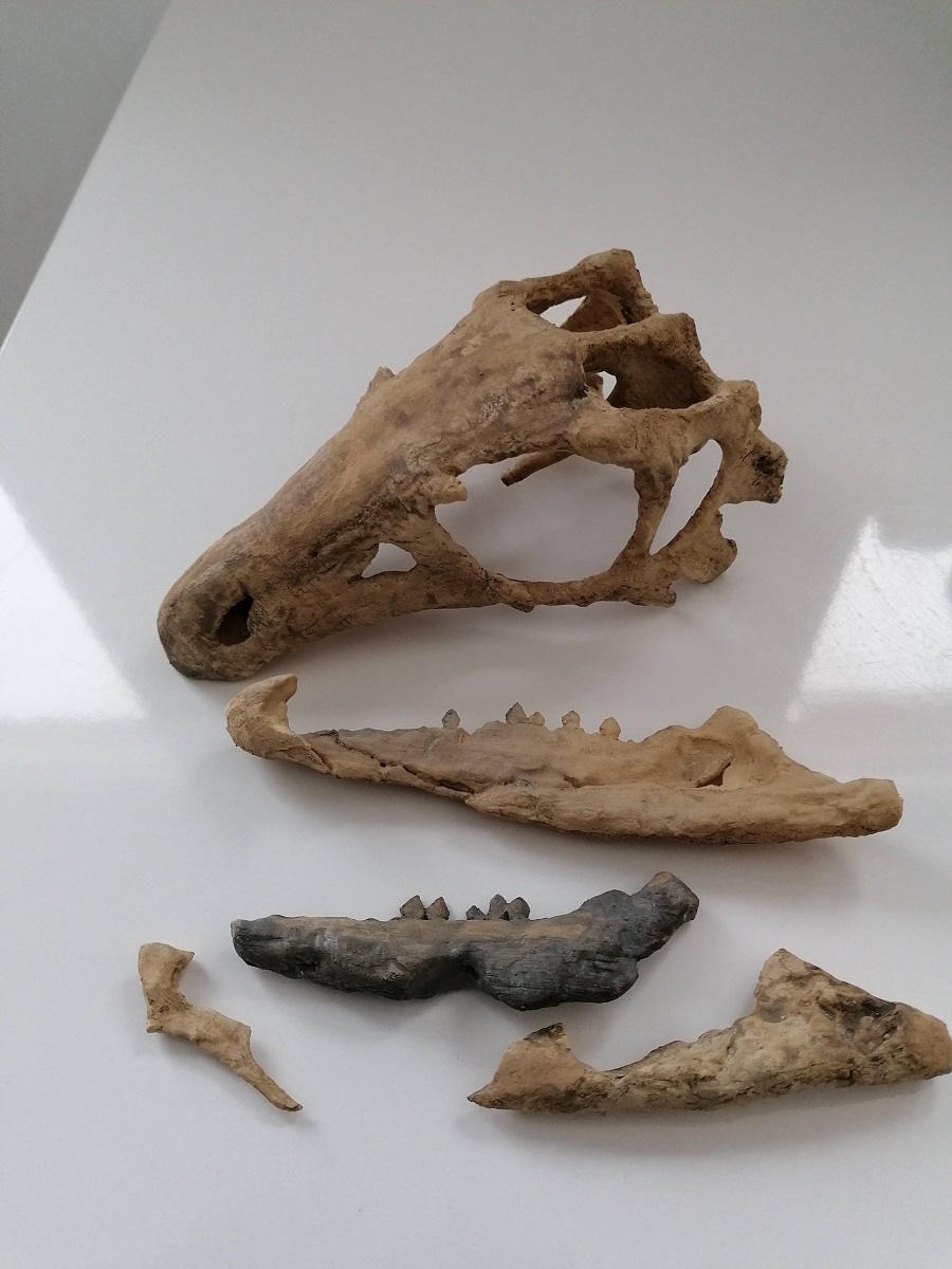 🦖 Dinosaur Skull - Nanosaurus・ STL File for 3D printing・Cults