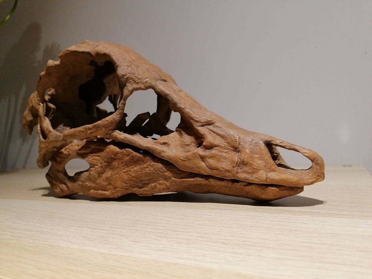 🦖 Dinosaur skull - Struthiomimus altus・ STL File for 3D printing・Cults