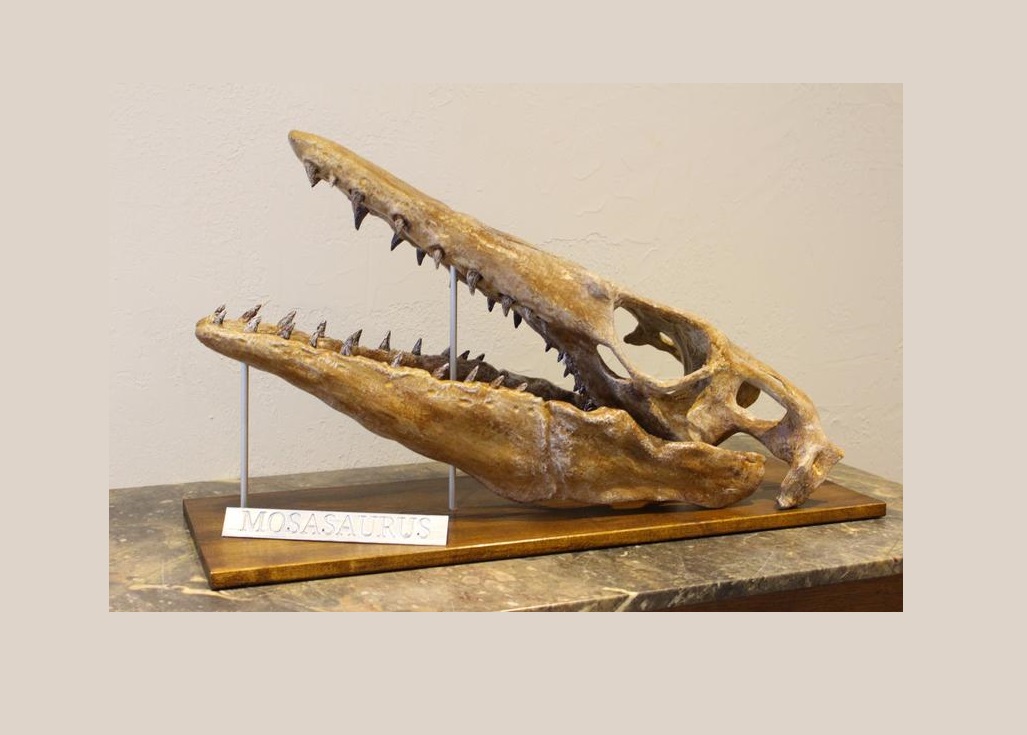 💀 Mosasaurus Skull 3D Print・ STL File for ・Cults