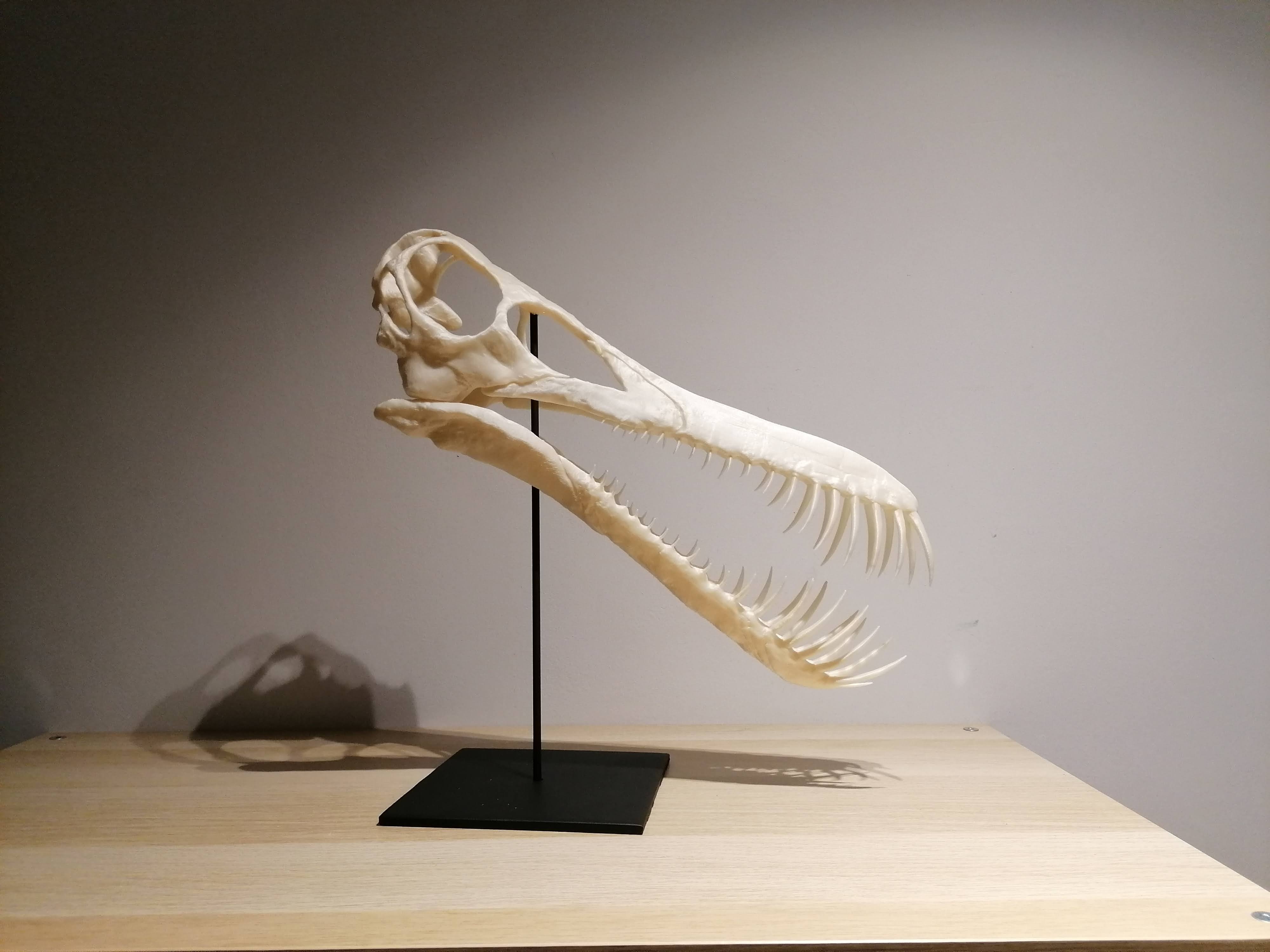 STL file Pterosaur skull - Boreopterus 💀 ・3D printable design to ...