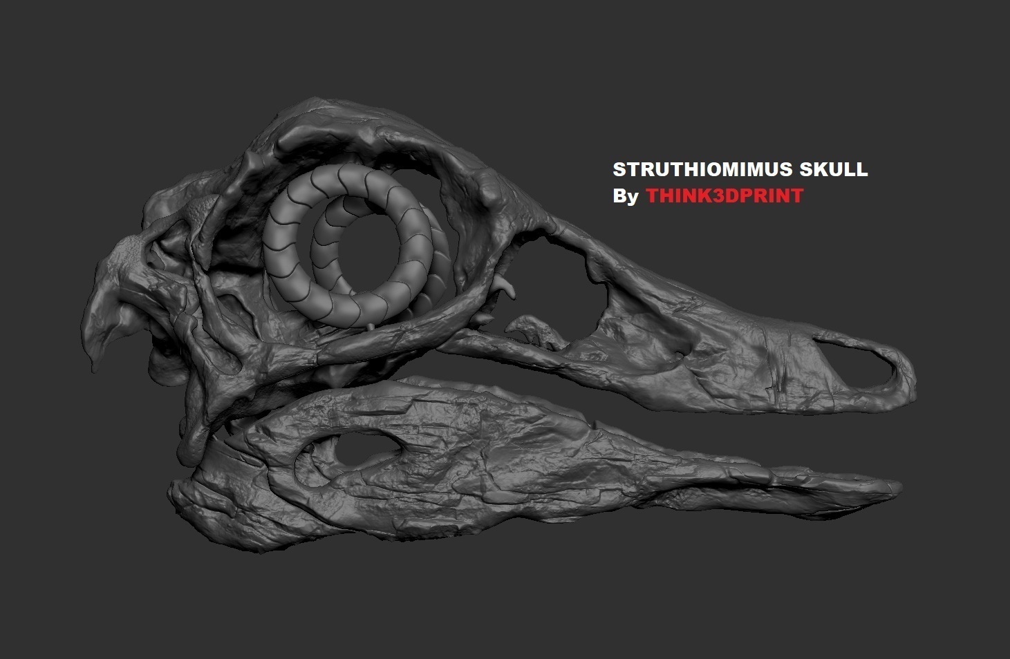 🦖 Dinosaur skull - Struthiomimus altus・ STL File for 3D printing・Cults
