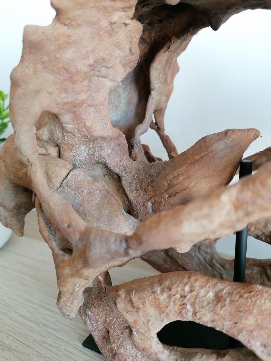 🦖 Dinosaur skull - Struthiomimus altus・ STL File for 3D printing・Cults