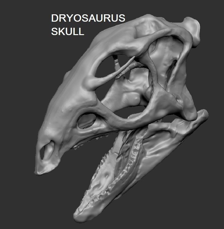 🦖 Dryosaurus Altus - Dinosaur Skull・ STL File for 3D printing・Cults