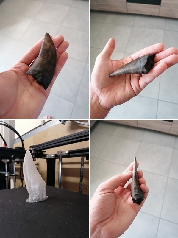 🦖 Dinosaur Tooth - Tyrannosaurus indet.・ OBJ File for ・Cults
