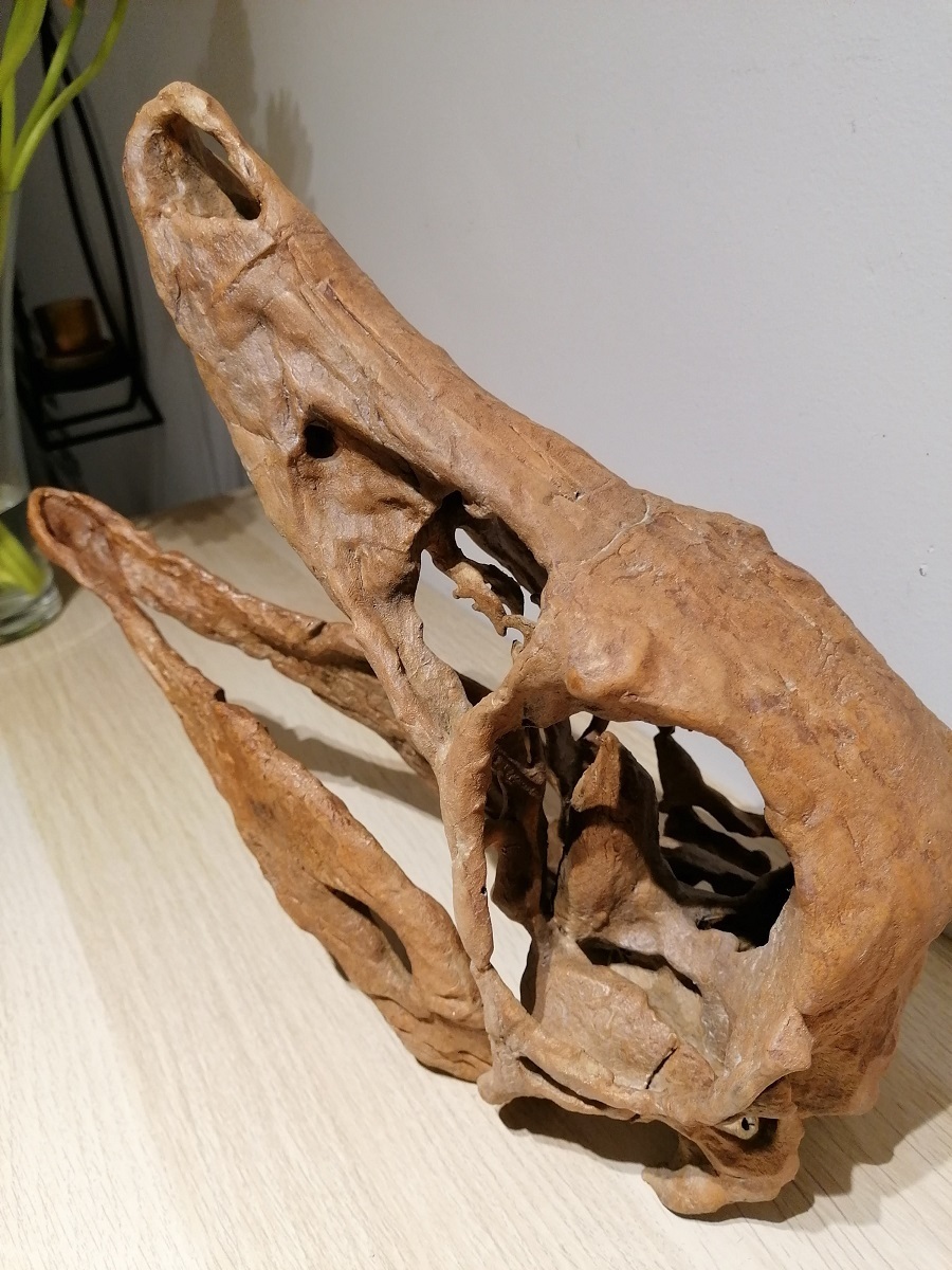 🦖 Dinosaur skull - Struthiomimus altus・ STL File for 3D printing・Cults