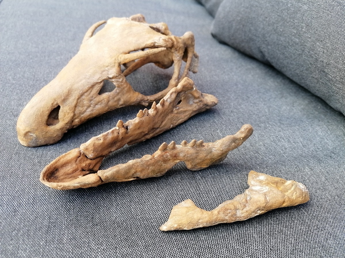 🦖 Dinosaur Skull - Nanosaurus・ STL File for 3D printing・Cults