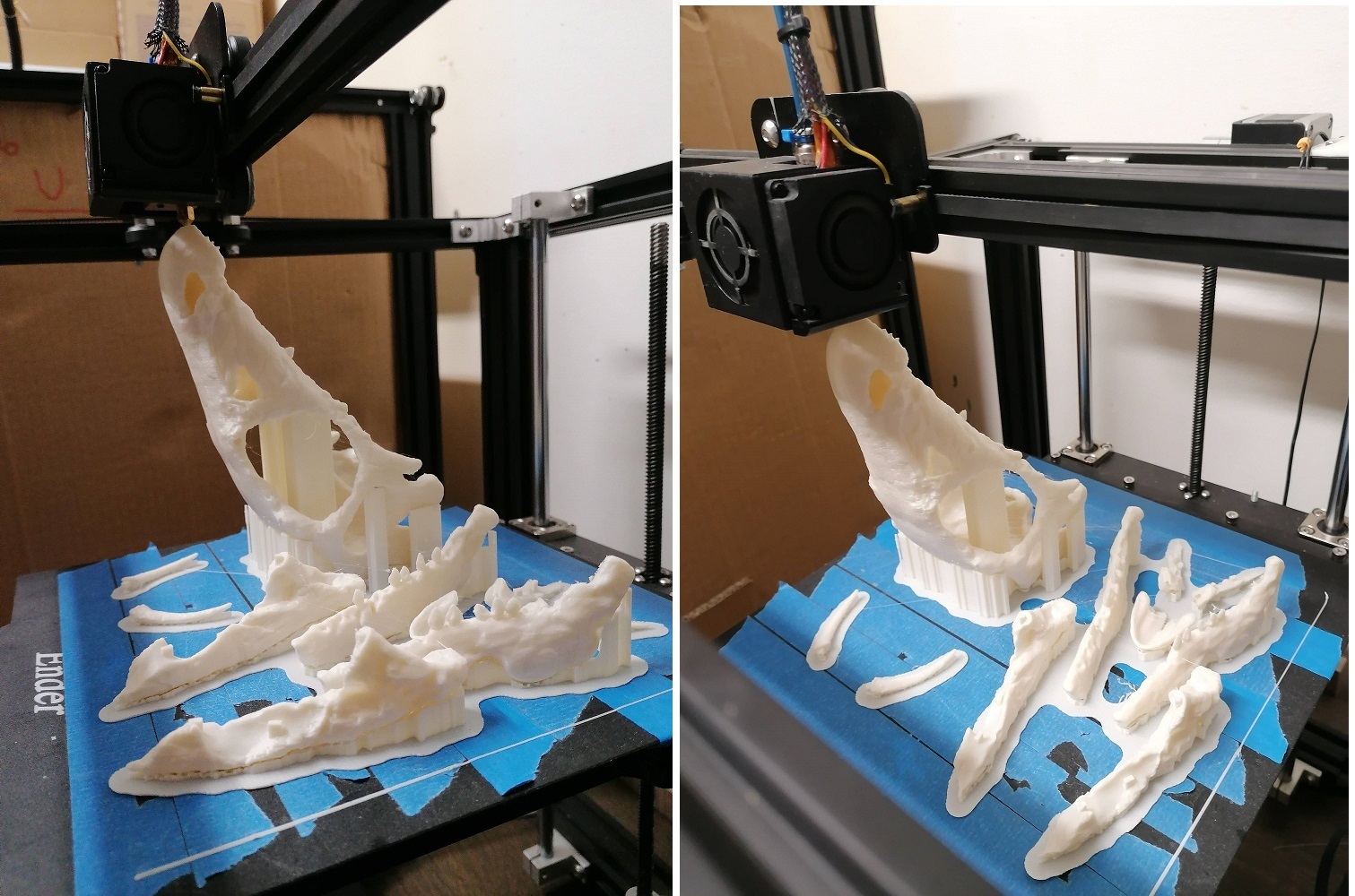 🦖 Dinosaur Skull - Nanosaurus・ STL File for 3D printing・Cults