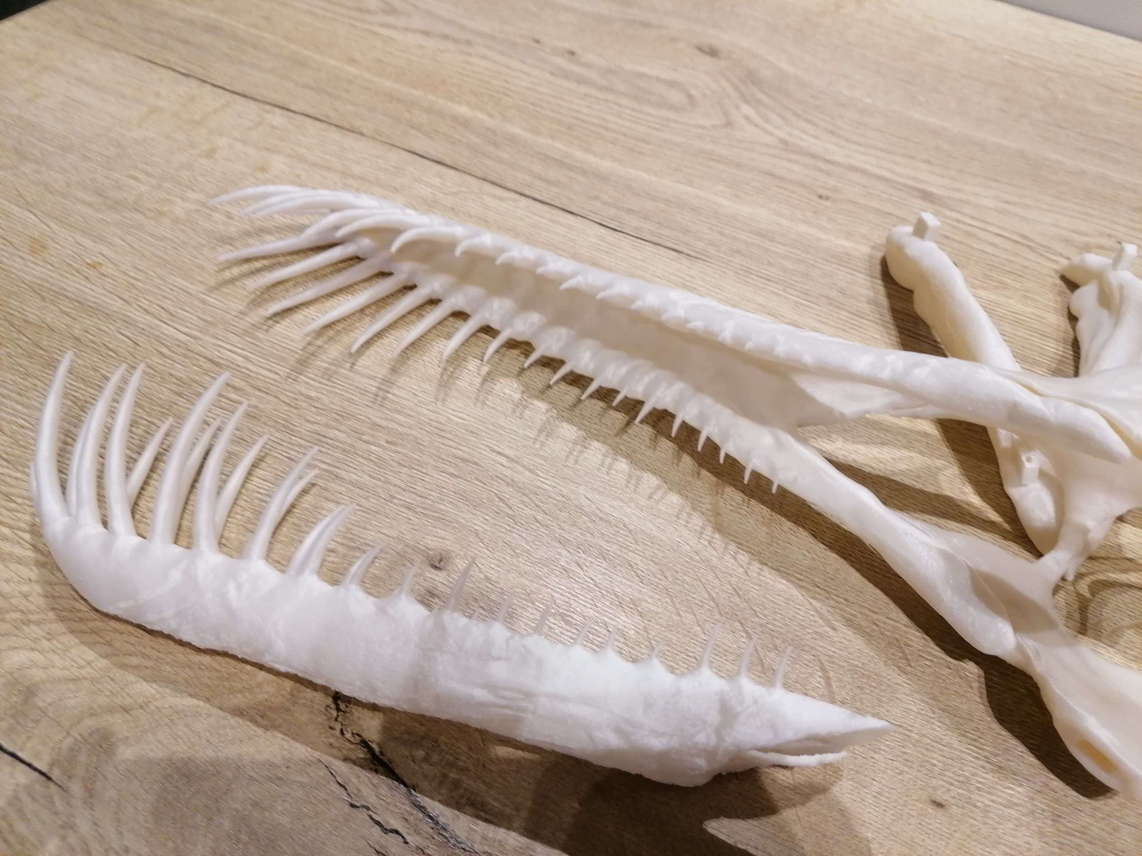 STL file Pterosaur skull - Boreopterus 💀 ・3D printable design to ...