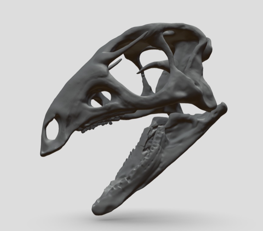 Archivo STL Dryosaurus Altus - Cráneo de dinosaurio 🦷 ・Modelo de ...