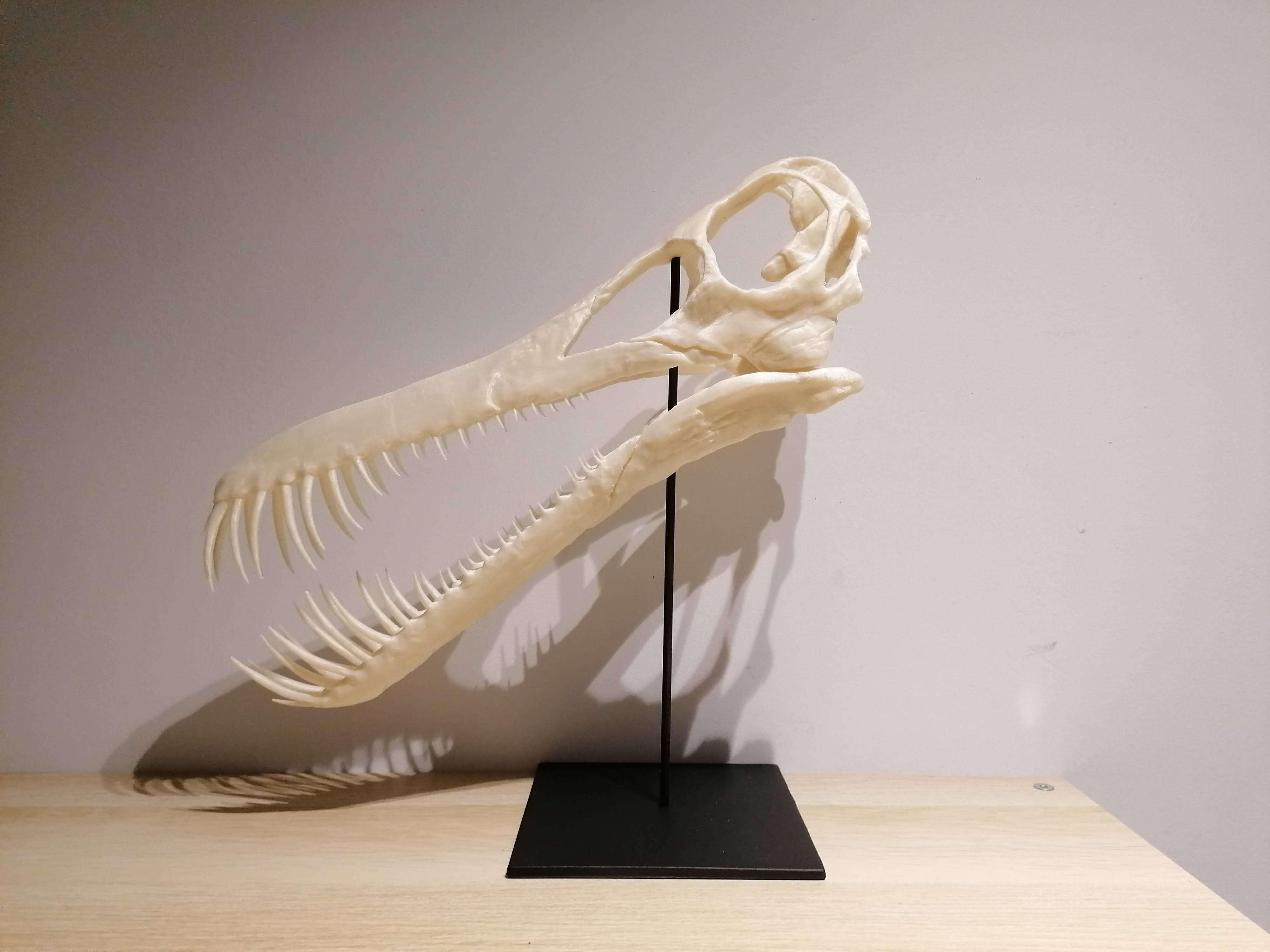 STL file Pterosaur skull - Boreopterus 💀 ・3D printable design to ...