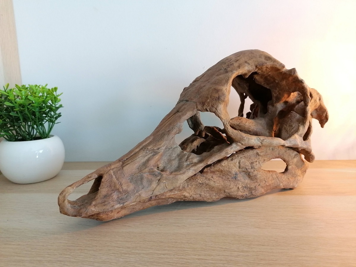 🦖 Dinosaur skull - Struthiomimus altus・ STL File for 3D printing・Cults