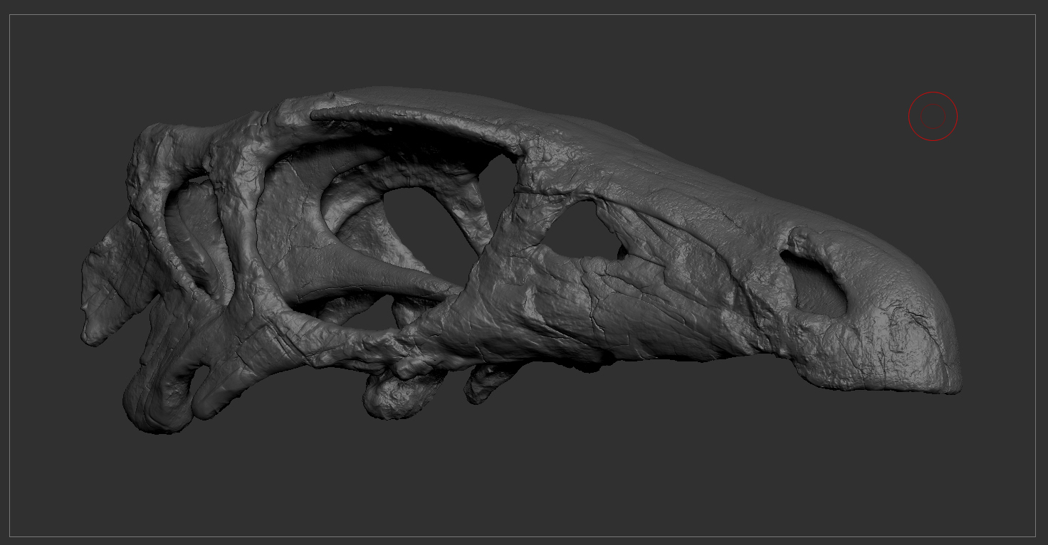 🦖 Dinosaur Skull - Nanosaurus・ STL File for 3D printing・Cults