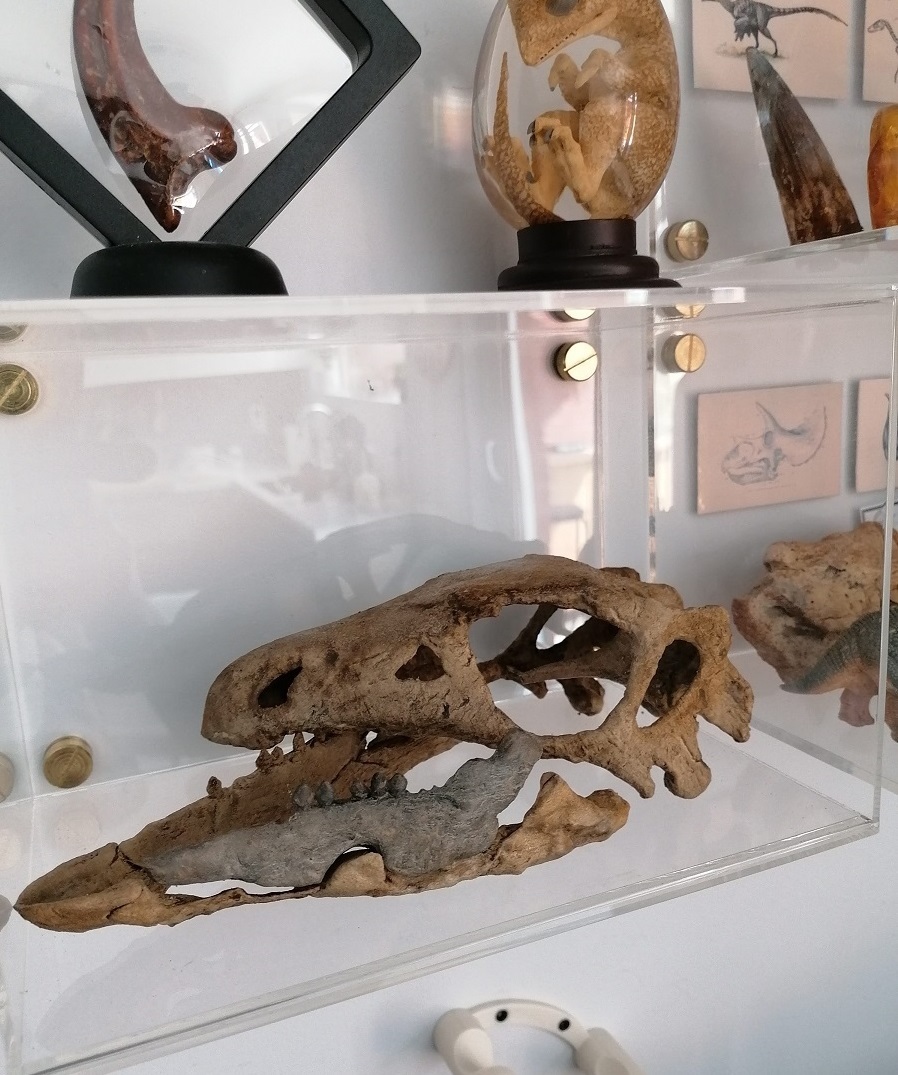 🦖 Dinosaur Skull - Nanosaurus・ STL File for 3D printing・Cults