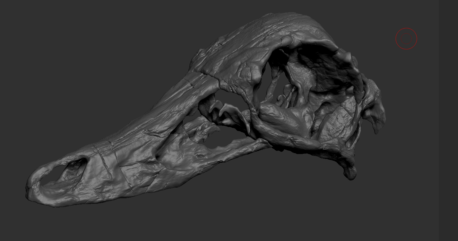 🦖 Dinosaur skull - Struthiomimus altus・ STL File for 3D printing・Cults