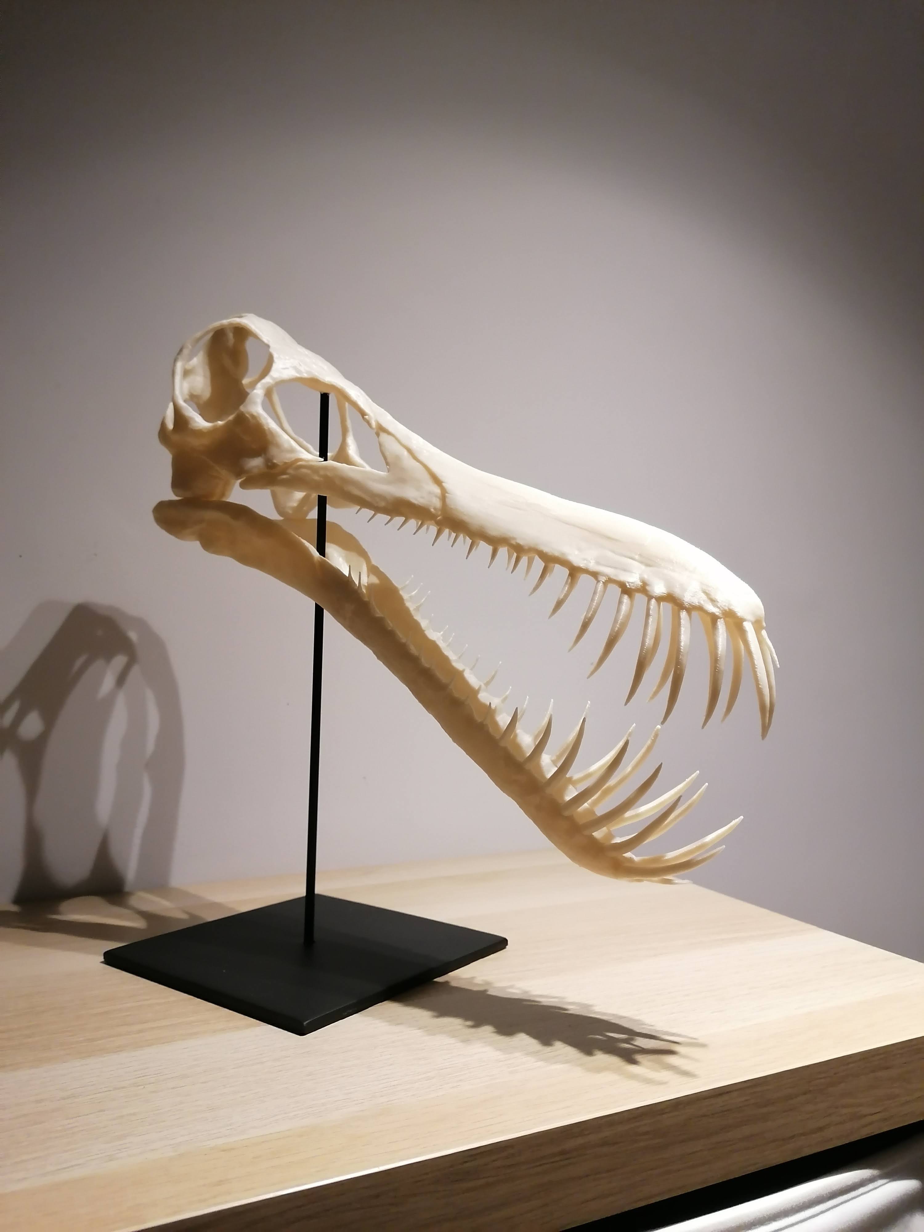 STL file Pterosaur skull - Boreopterus 💀 ・3D printable design to ...