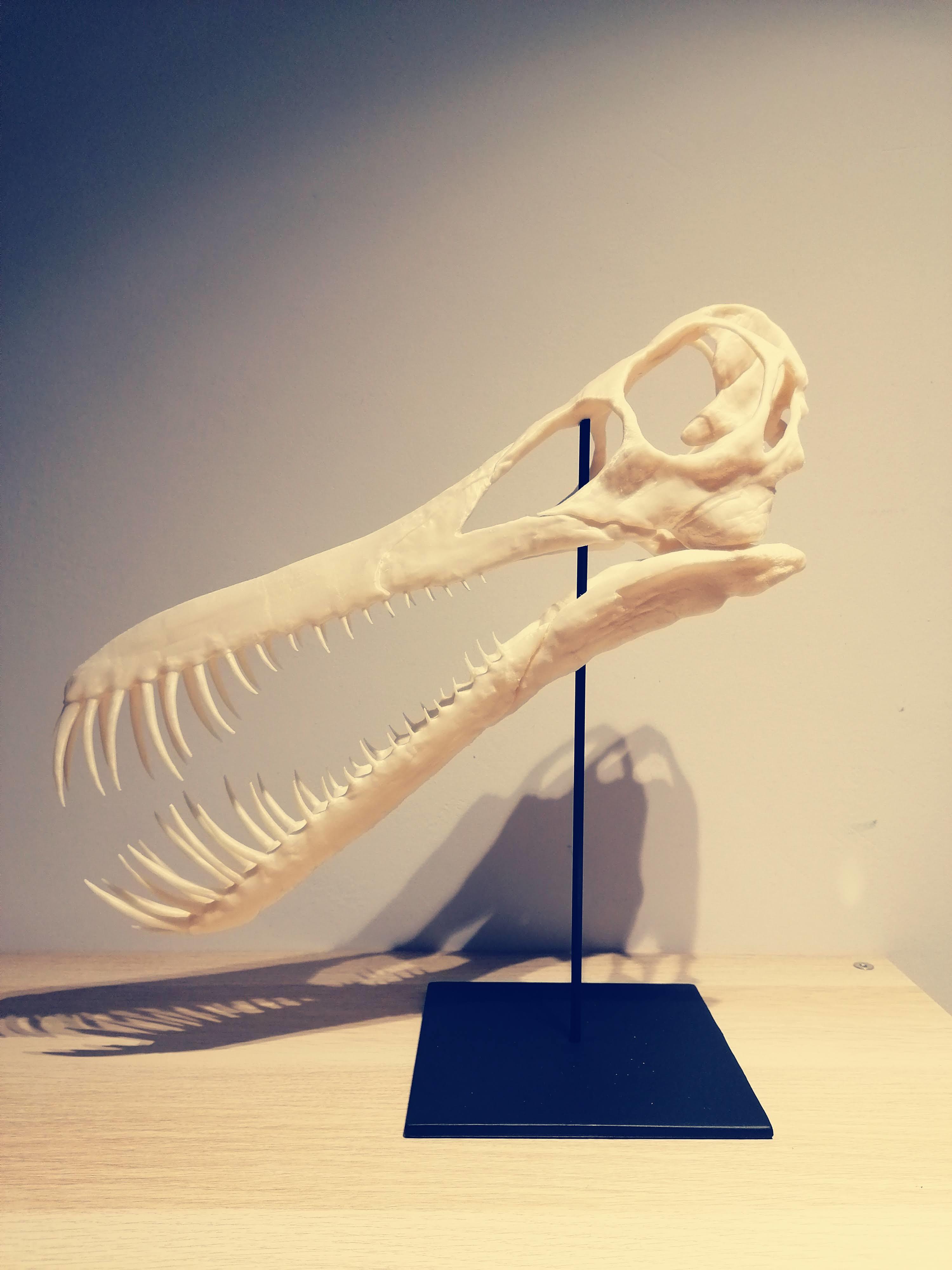 STL file Pterosaur skull - Boreopterus 💀 ・3D printable design to ...