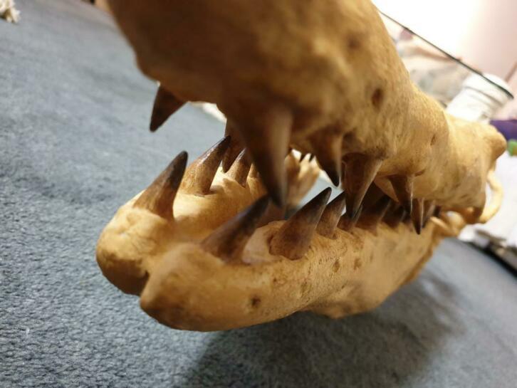 💀 Mosasaurus Skull 3D Print・ STL File for ・Cults