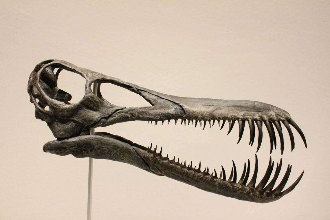 STL file Pterosaur skull - Boreopterus 💀 ・3D printable design to ...