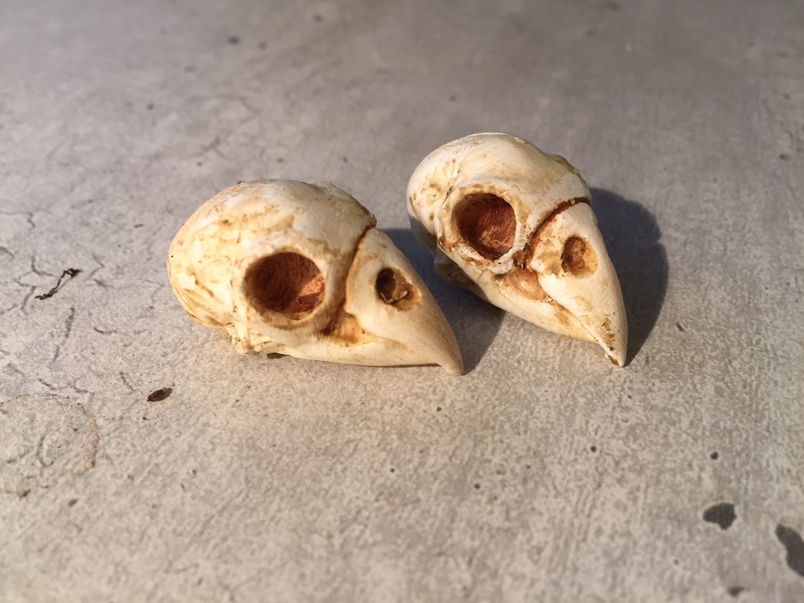 🦜 Parrot skull・ STL File for ・Cults